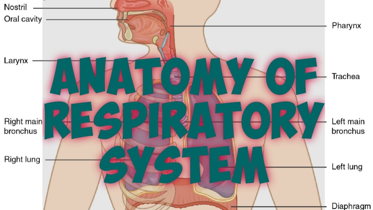Lecture # 03. Anatomy of Respiratory System. Complete Overview. - YouTube