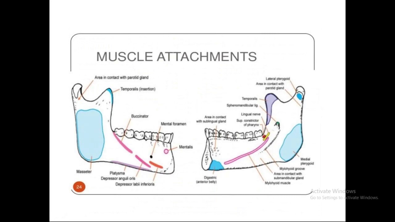 1st Year Anatomy Lecture Class By Dr. Halima Akther Suchi / 19 Dec 2020 ...