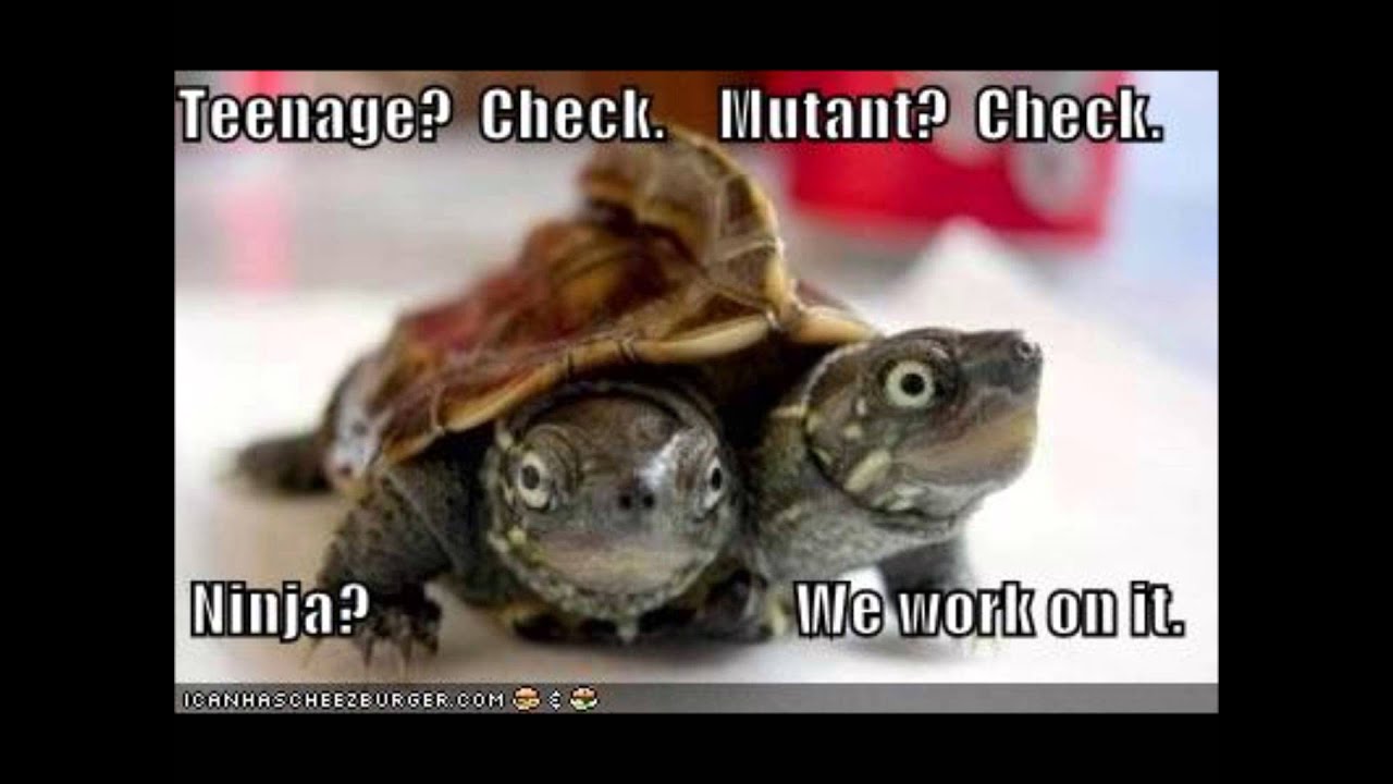 Lol turtles - YouTube