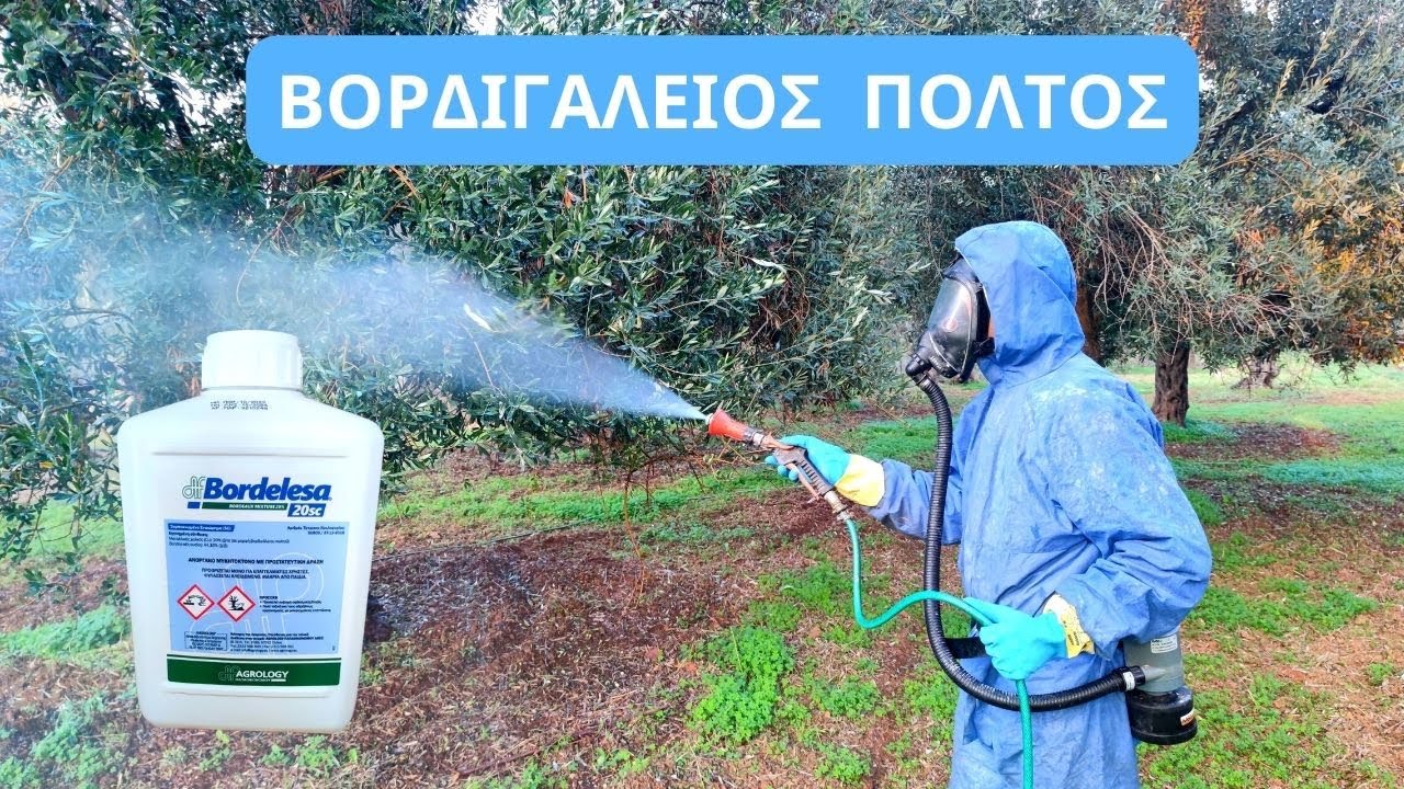 ΡΑΝΤΙΣΜΑ ΕΛΙΑΣ ΜΕ ΒΟΡΔΙΓΑΛΕΙΟ ΠΟΛΤΟ Youtube