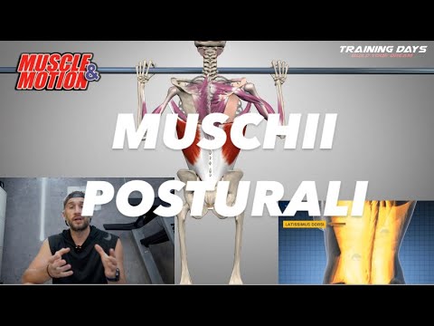 Training Days - Muschii Posturali - YouTube