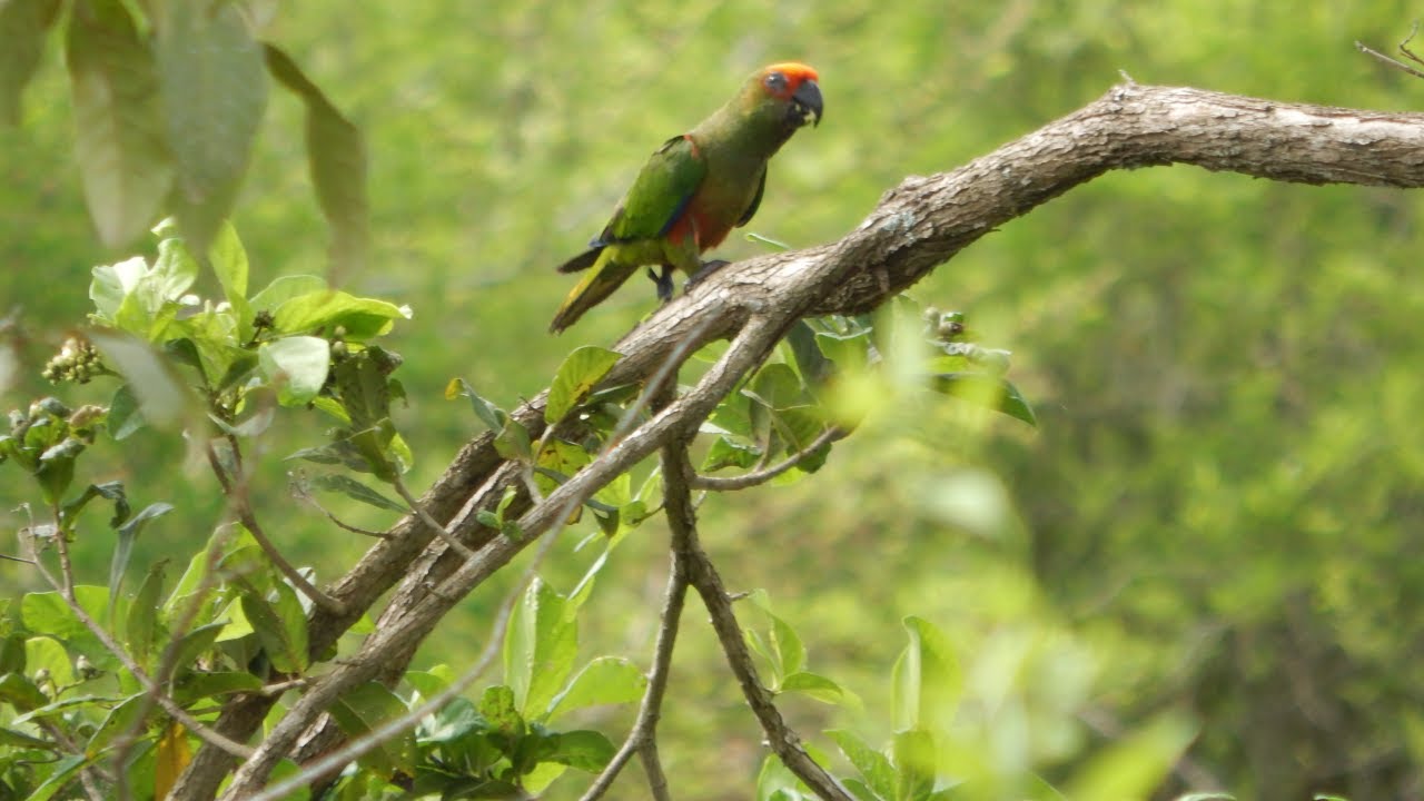 Periquito-rei (Eupsittula aurea) - YouTube