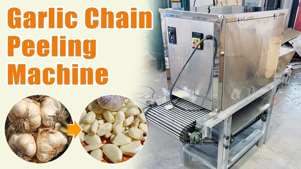 Garlic Chain Peeling Machine with a Capacity of 30-1000kg/H #garlic # ...