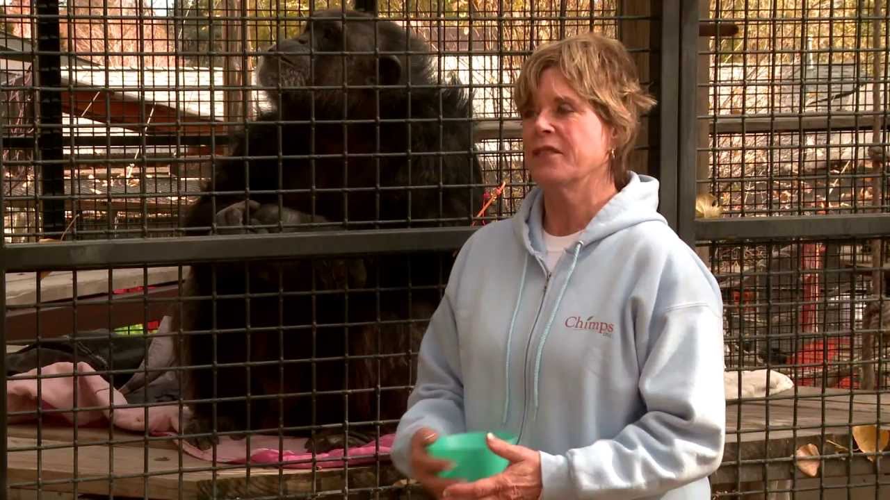 Chimp Refuge in Central Oregon - YouTube