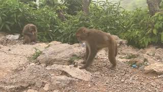 Wild Monkey Forest Behavior and Authentic Primate Social Rituals 🐒