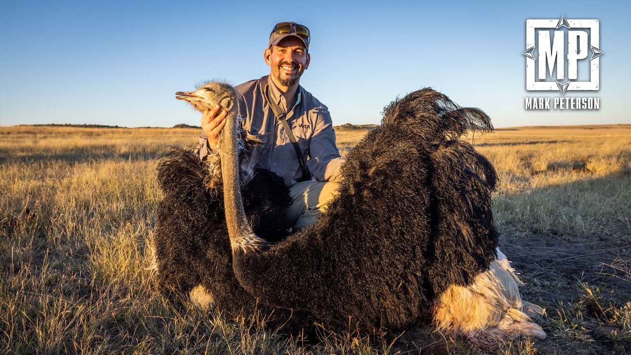 My First Ostrich, South Africa Plains Game 2 of 2 | Mark Peterson ...