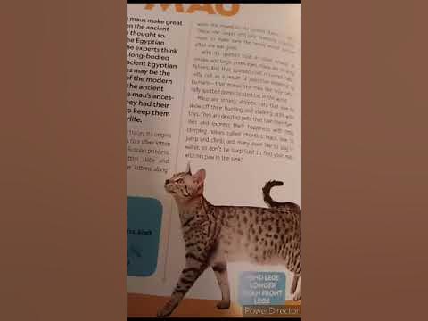 I'm Reading My National Geographic Kids Cat Breed Guide Part 34. - YouTube