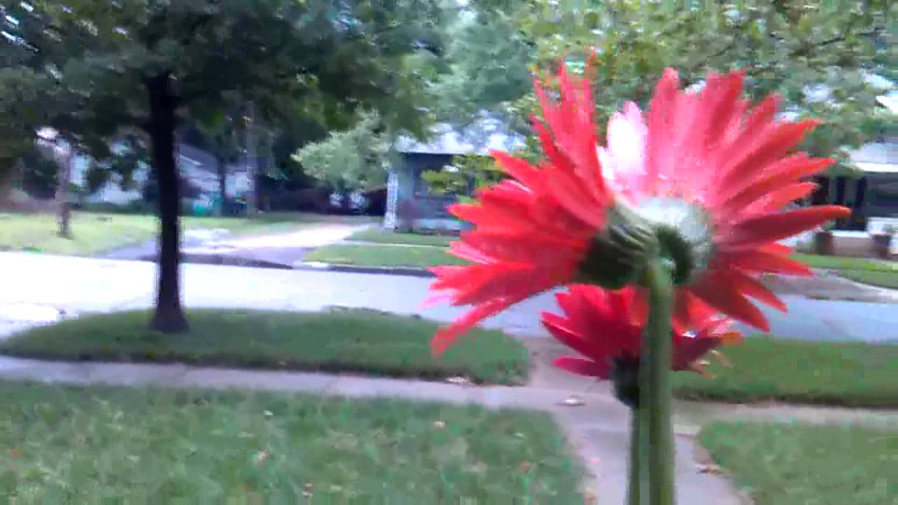 Freak two headed gerbera daisy - YouTube