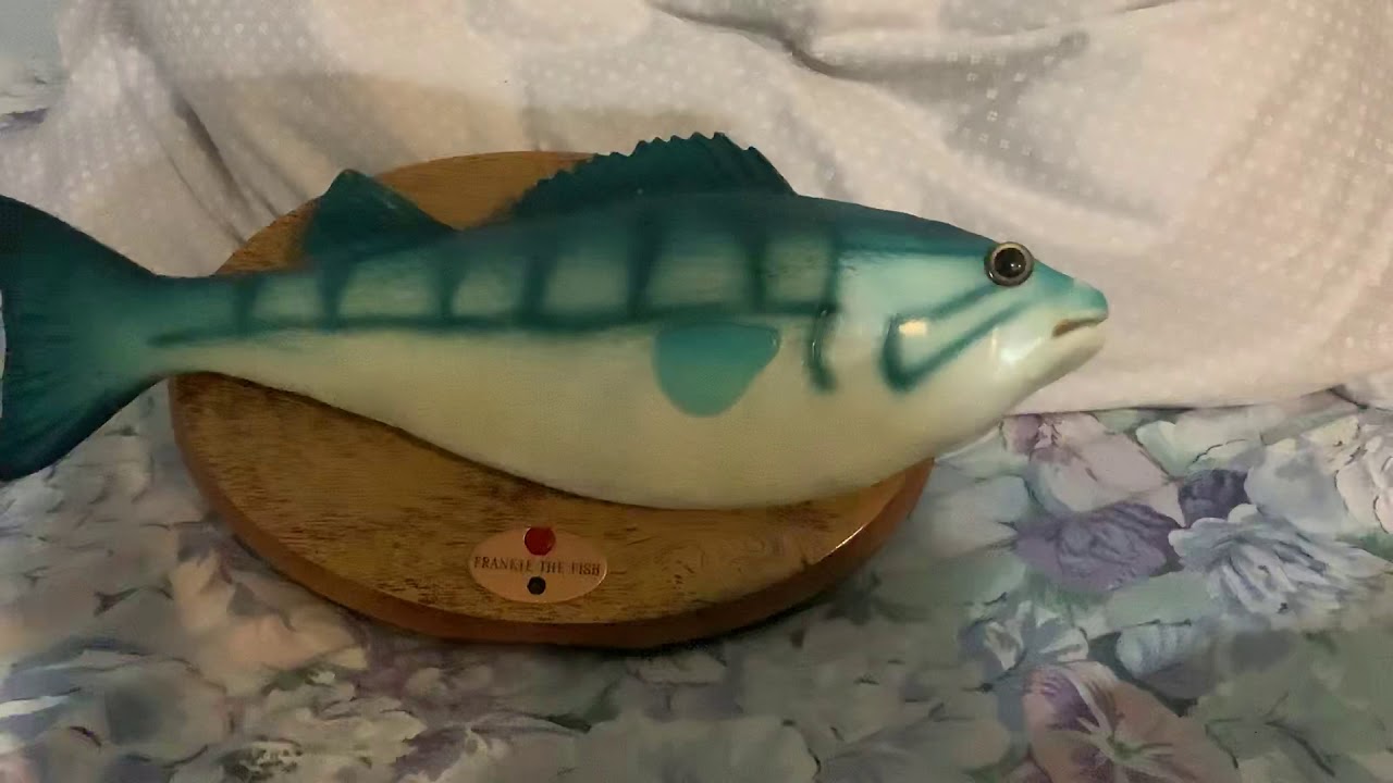 Frankie The fish 🐟 - YouTube