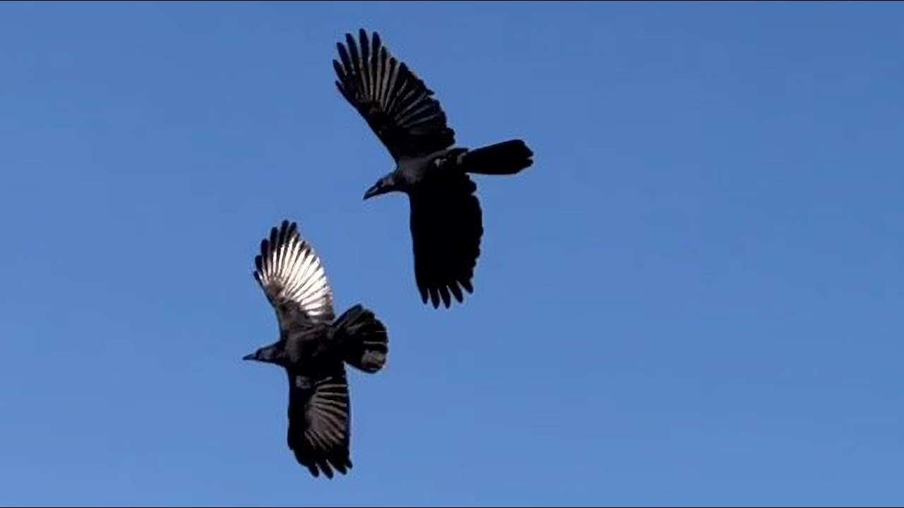 𓄿 2021年10月29日 Two crows flying ,カラス,까마귀 - YouTube
