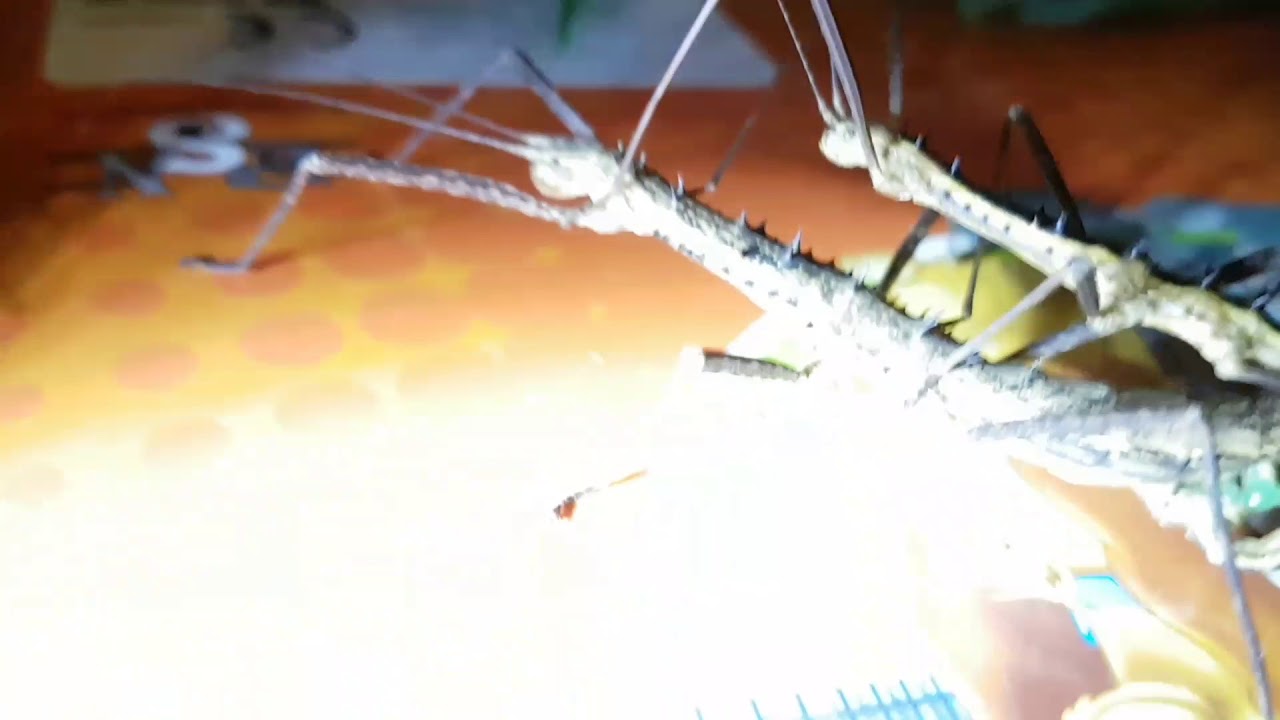 Accouplement de phasmes bâtons - YouTube