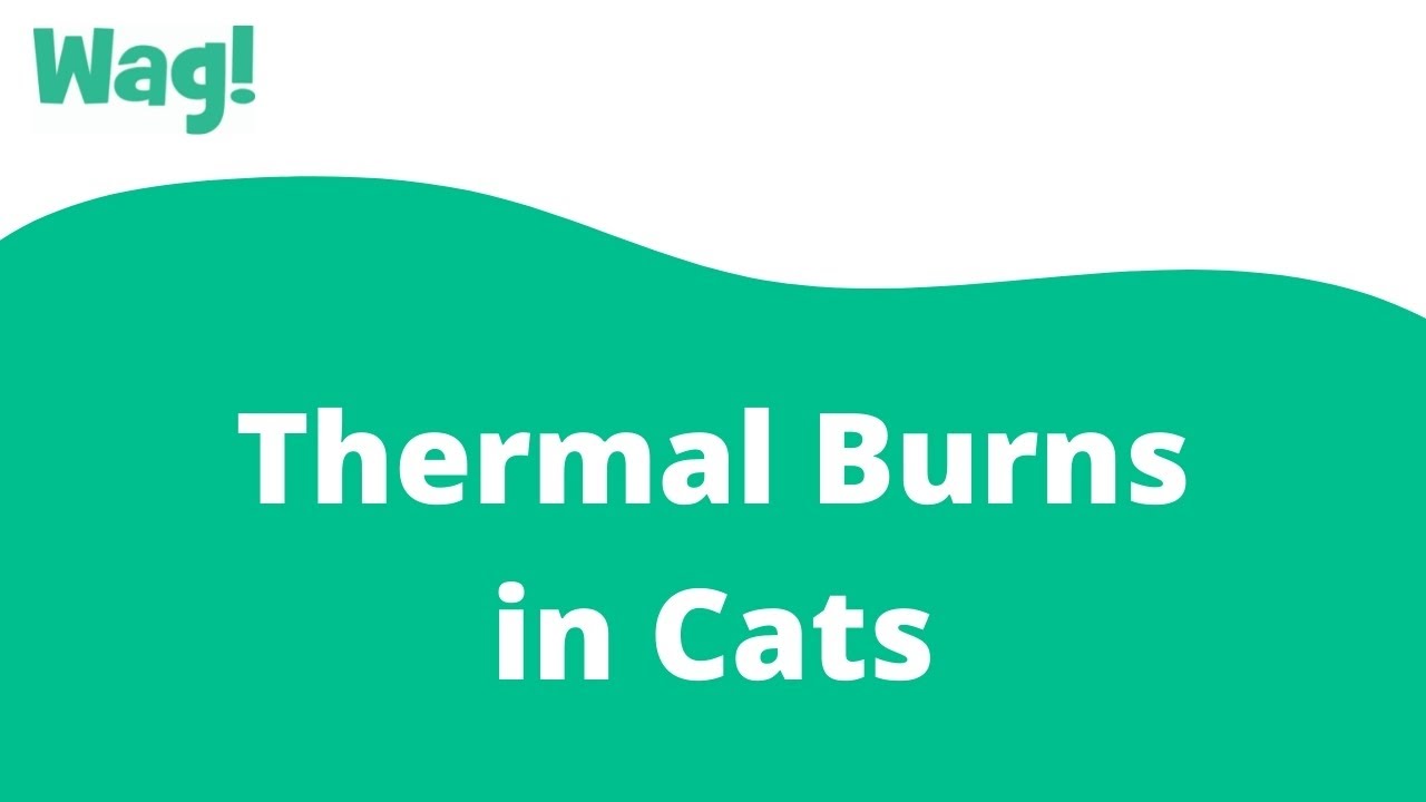 Thermal Burns in Cats | Wag! - YouTube