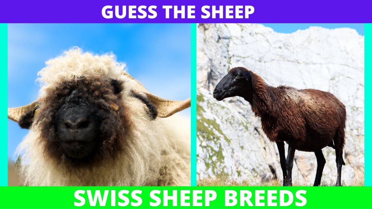 Swiss Sheep Breeds Quiz, Guess Sheep Breed - YouTube