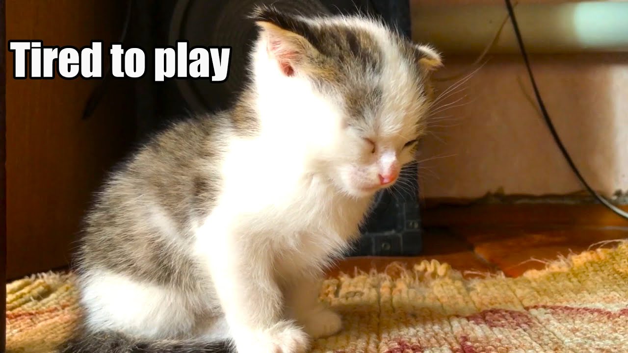 Cute kitty was playing and then tired and sleep - YouTube