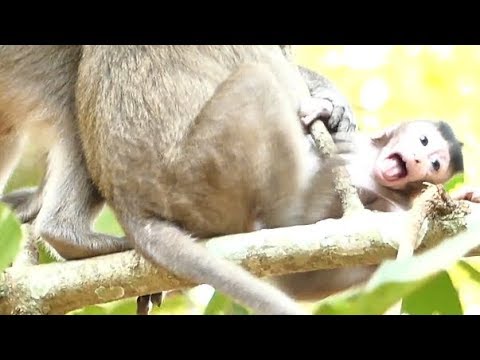 Poor Baby Gavin Screaming Loudly and Run AWAY To Mother Gladdis ...