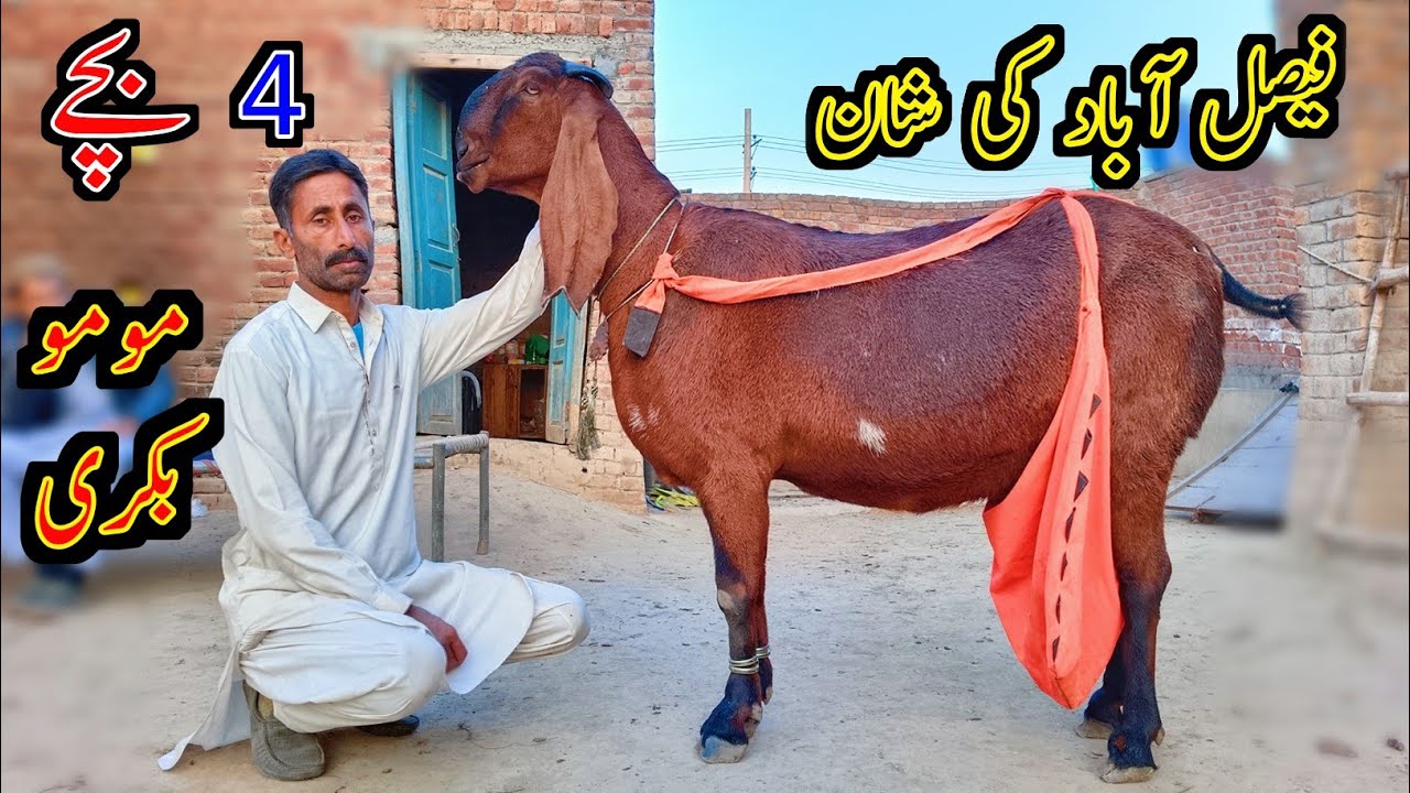 Big Pregnant Goat MOMO || Goats Of Famous Rana Sunny - YouTube