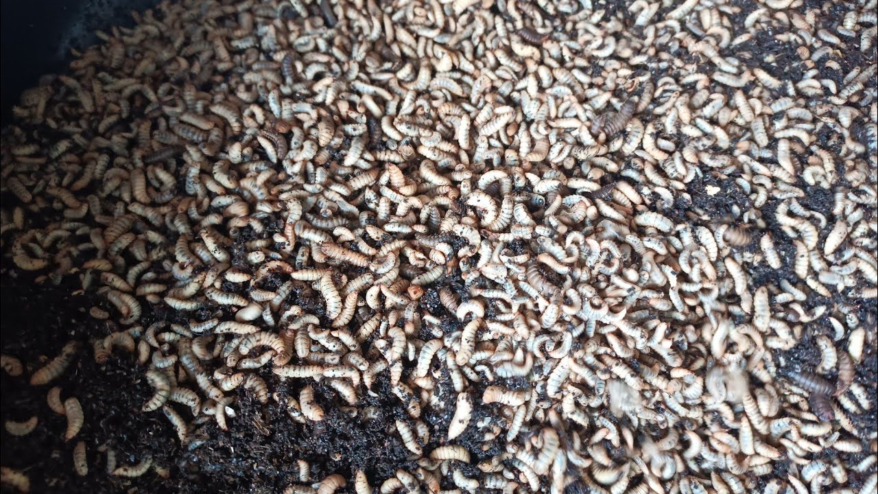 How To Breed Black Soldier Fly Larvae To Save High Cost Of Animal Feed ...