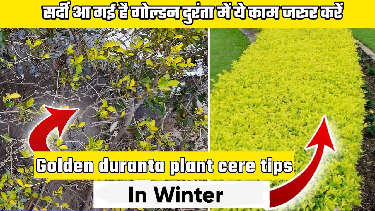 How to grow Golden duranta ||🔴 गोल्डन दुरंता की केयर कैसे करे || Golden ...