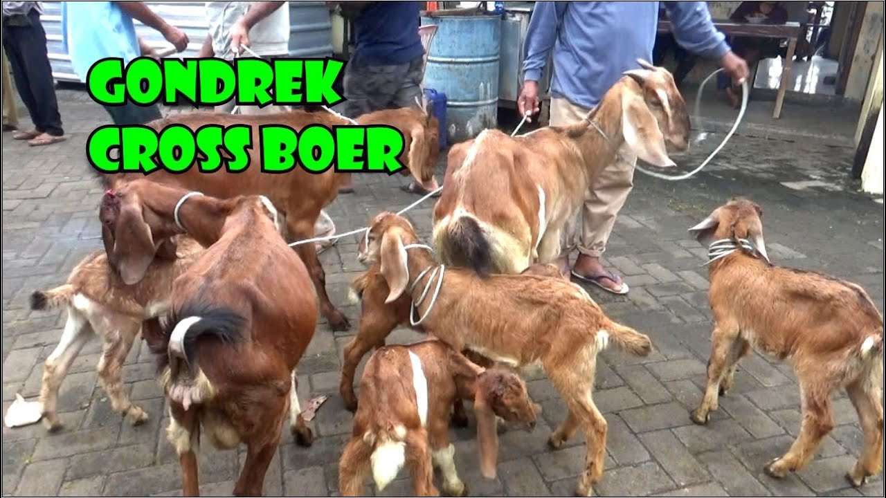 Langka ! Kambing Gondrek Cross Boer Pasar Hewan Siyono Harjo GK - YouTube