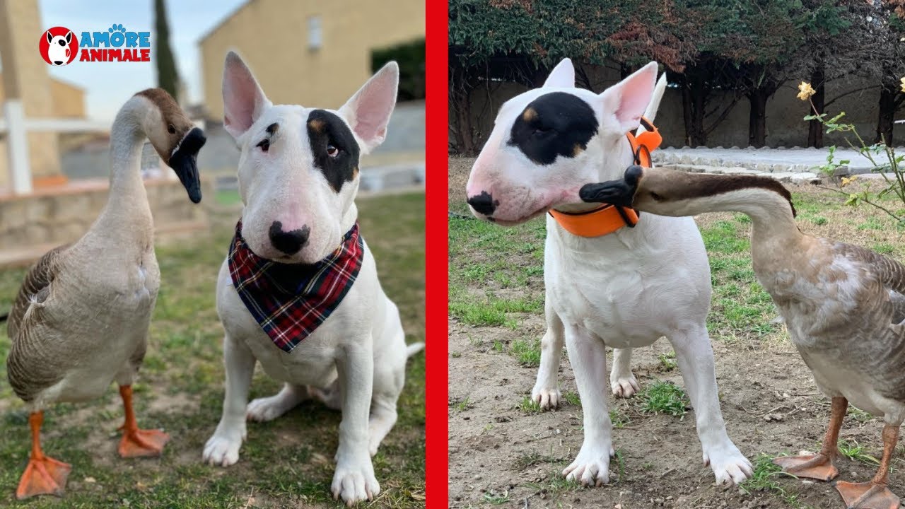 Salvano un'oca da un terribile destino e diventa la migliore amica del ...