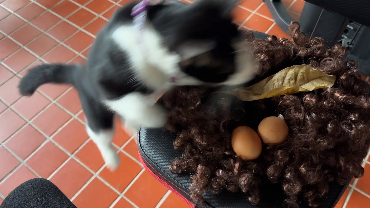 Cat gets eggs to hatch 🐣 - YouTube