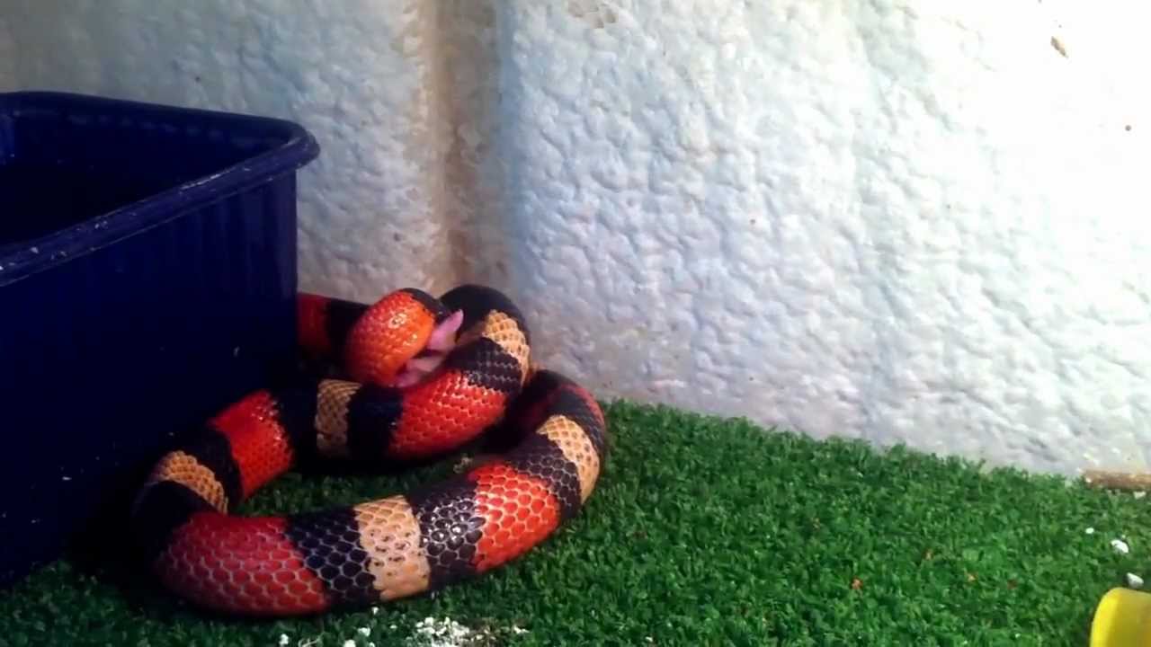 King Snake eats a baby hamster [HD] - YouTube