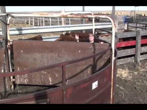 Cattle Handling for Backgrounding Feedlots - YouTube