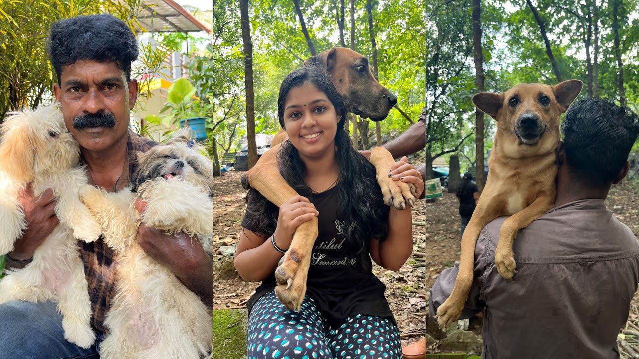 part 1 നിങ്ങൾ ചോദിച്ച ചോദ്യങ്ങൾക്കുള്ള ഉത്തരം | Indian dogs ...