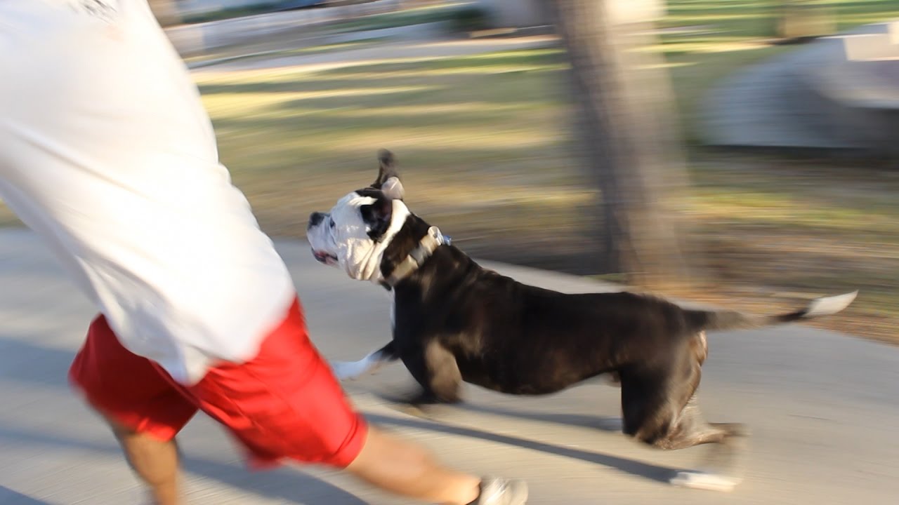American Bulldog having fun in kid's playground - YouTube