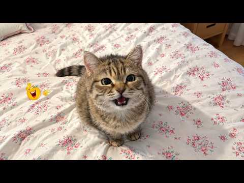 Best Cat Moments 🐈 | TRY NOT TO LAUGH – FUNNY Cat FAILS Compilation 😹😂