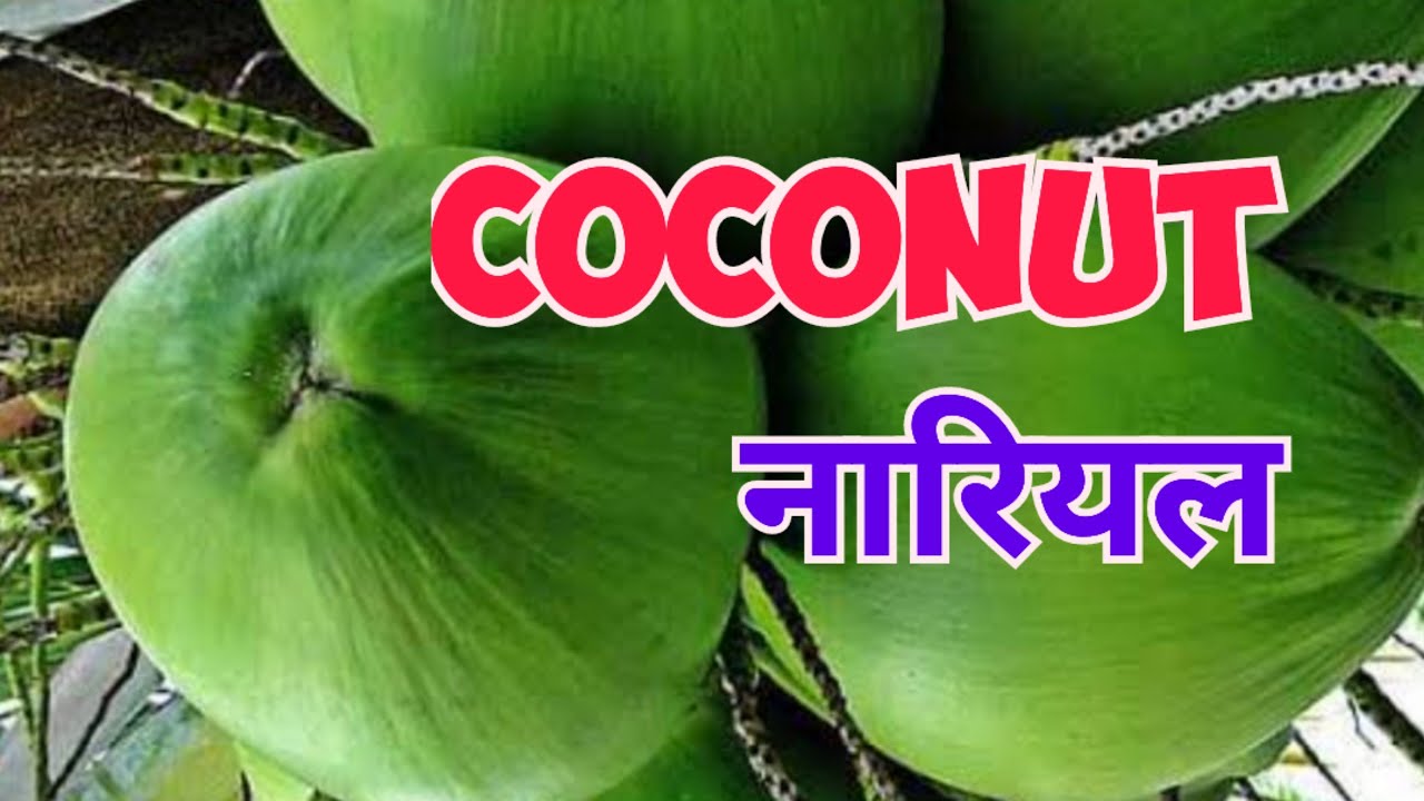 Coconut tree | Nariyal | नारियल वृक्ष के नाम | नारियल वृक्ष कहां होते ...