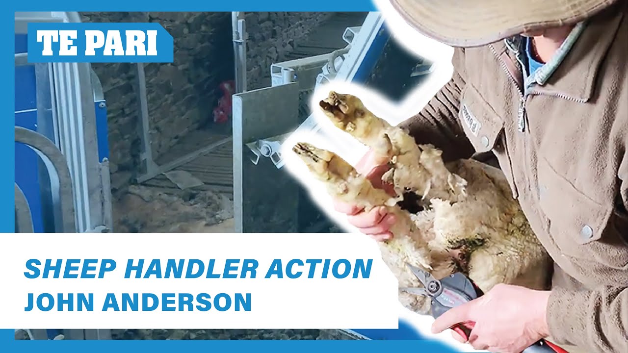 Foot Trimming Sheep in the Racewell HD4 Sheep Handler - YouTube