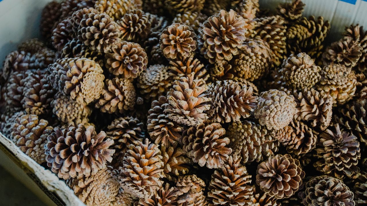 Breeding and Collecting Pinecones by The Truckload for Future Forests - YouTube