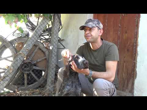 Av Köpeği Temel İtaat Eğitimi Öncesi Dikkat Edilmesi Gereken Hususlar...Hunting Dog  Training
