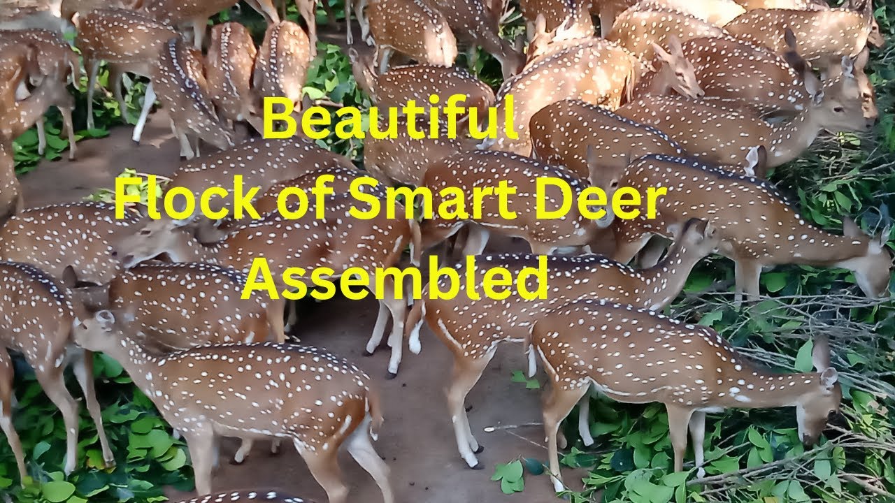Beautiful Flock of Smart Deer | Friendly Love Animal | Human friendly ...