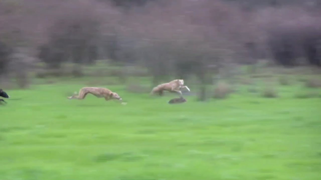 GALGOS Y LIEBRES CHILE| Cacería de Liebres y Conejos con Perros Galgos ...