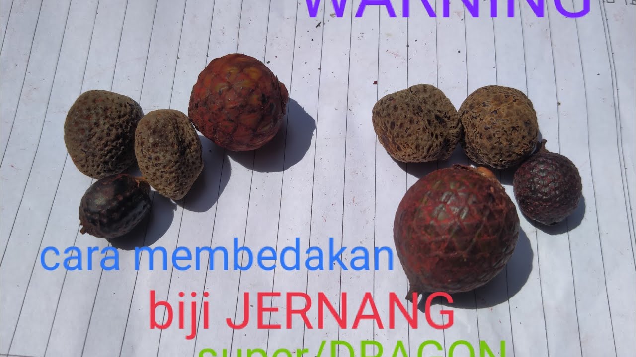 cara membedakan biji jernang super/dragon dengan jernang biasa/gajah ...