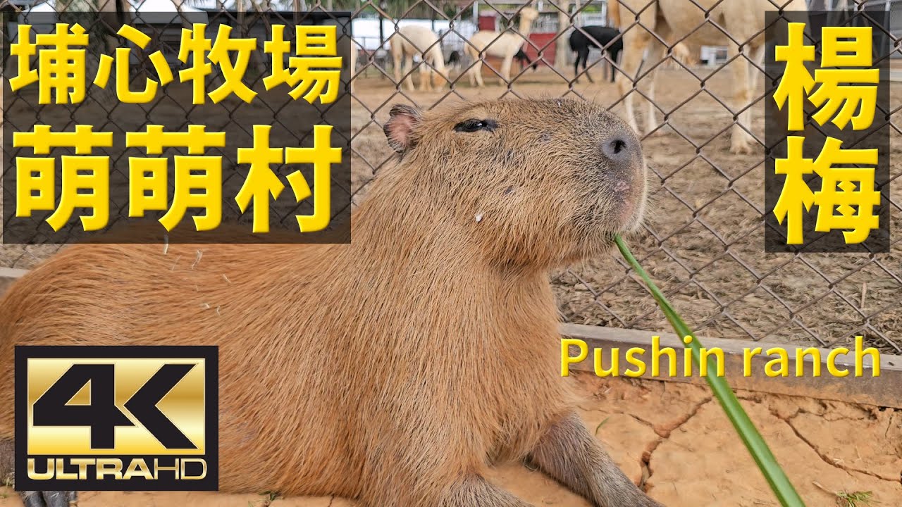 [4K 60fps] 埔心牧場萌萌村 | Pushin ranch cute village | Galaxy S23 Ultra - YouTube