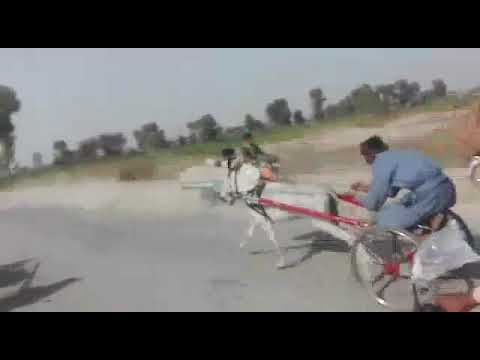 Donkey race ghotki fast rase pakistan donkey rase - YouTube