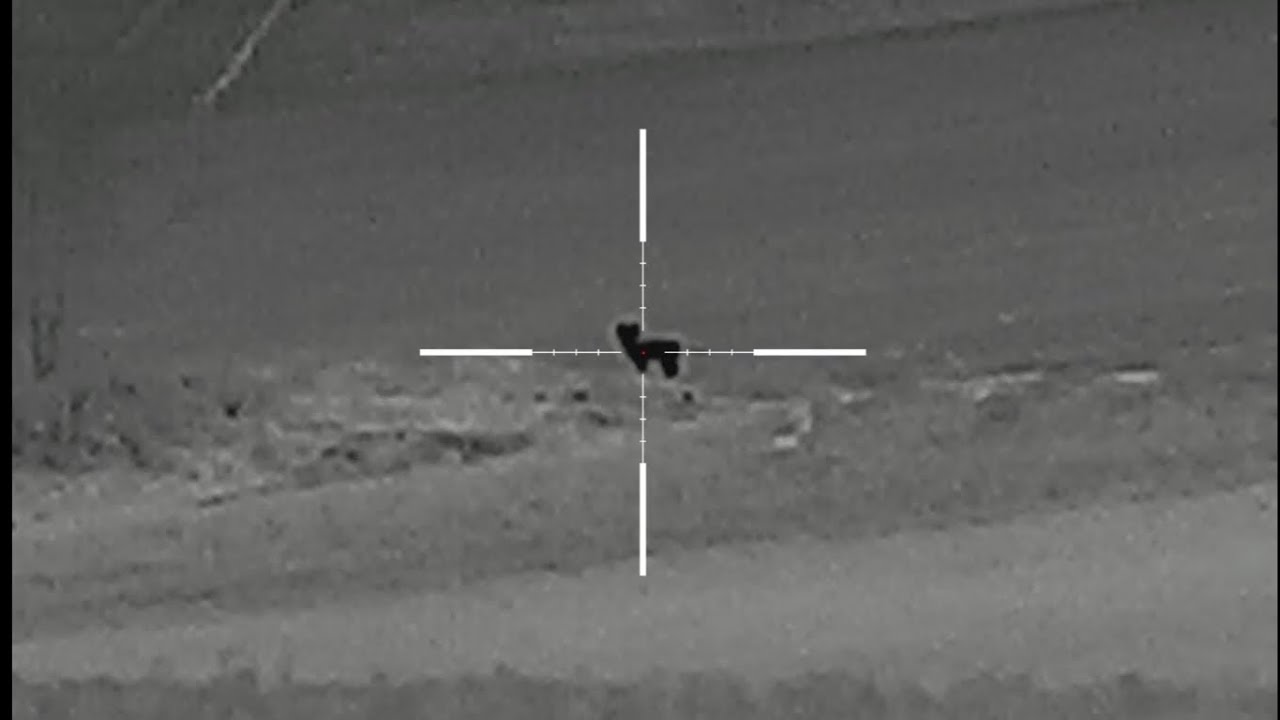 Fox shooting compilation with Thermtec Ares 360, Hik Falcon FH35 and ...