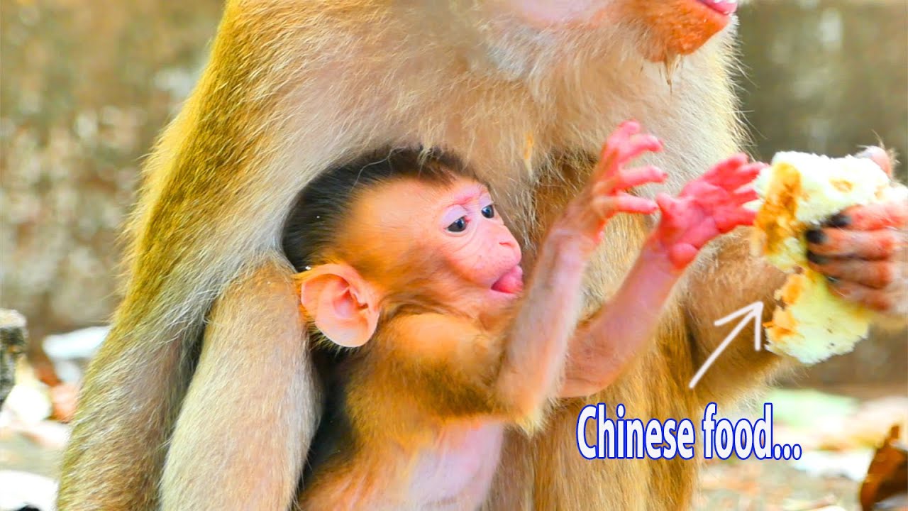 Chinese food...Mom SARIKA eating look so delicious so baby monkey SABA ...