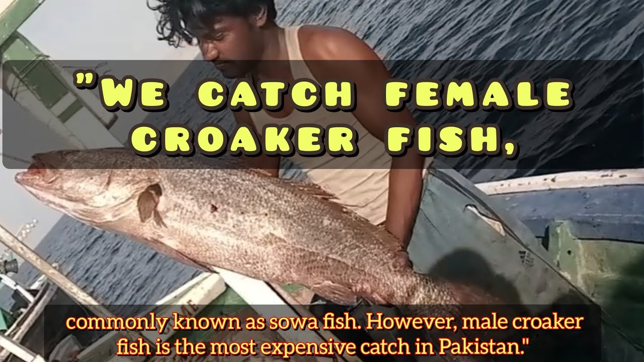 "We catch female croaker fish, commonly known as sowa fish,, - YouTube