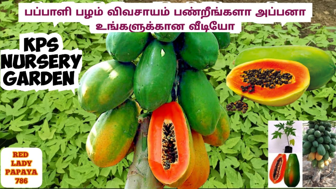 HYBRID RED LADY PAPAYA FRUIT PLANT FOR CULTIVATION | BEST PLANT FOR ...