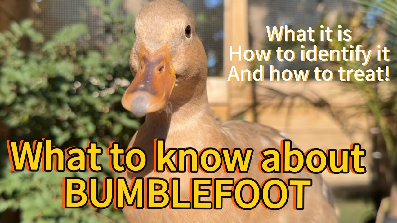 Care and Management Of Bumble Foot In Your Duck Flock - What You Need ...