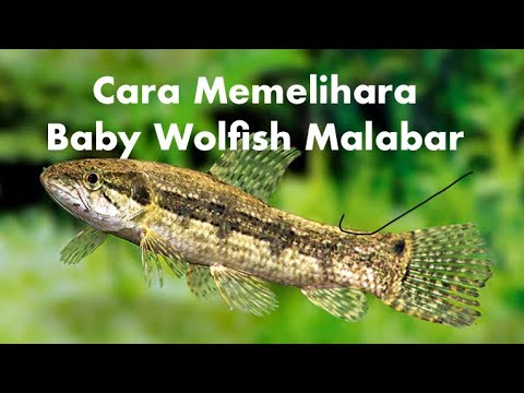 Cara memelihara Baby ikan wolfish malabar - YouTube