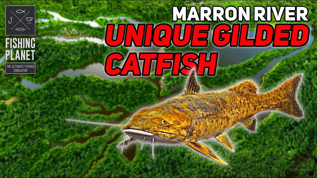 Unique Gilded Catfish Marron River - Fishing Planet - YouTube