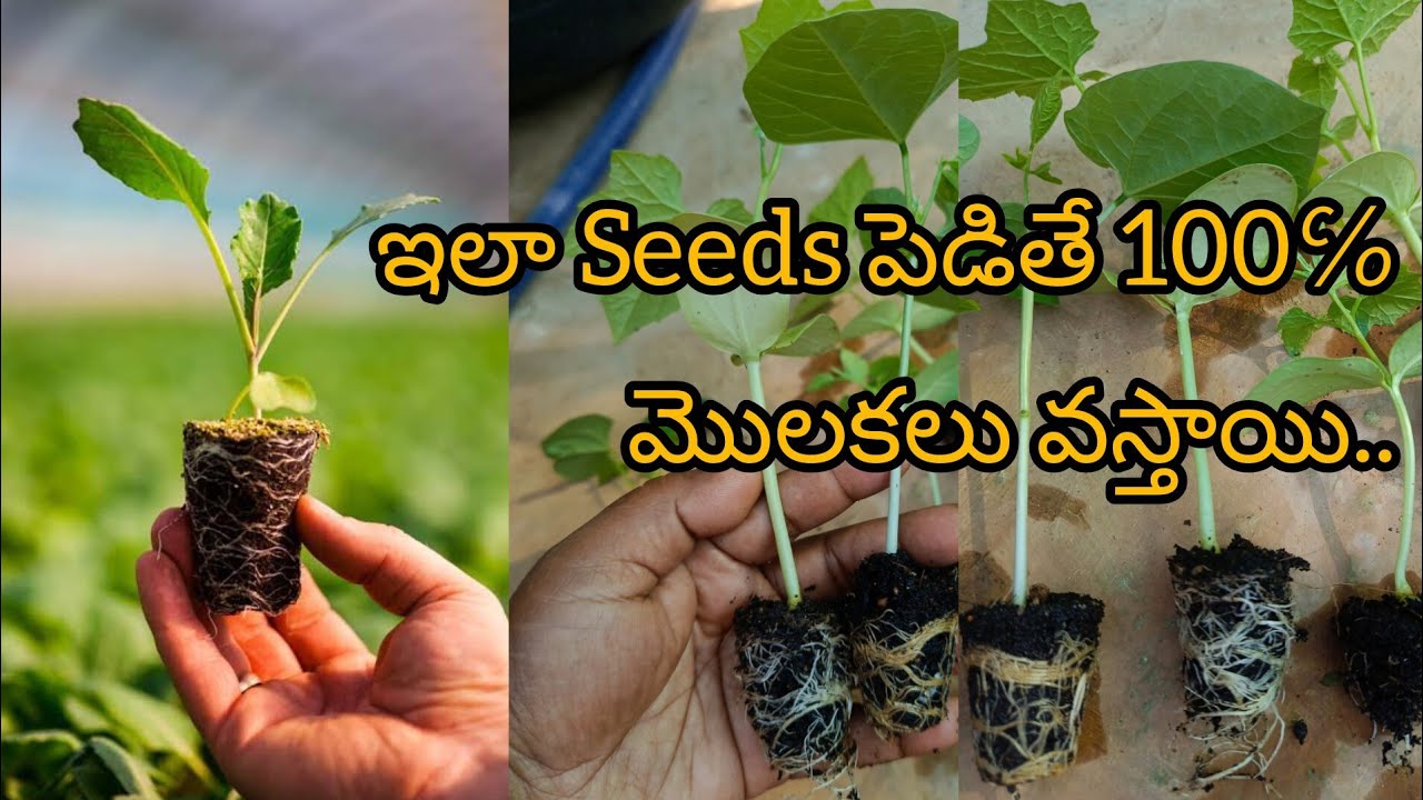 Seedling Tips || Seeds Sowing Technique || How to Grow Saplings at Home ...
