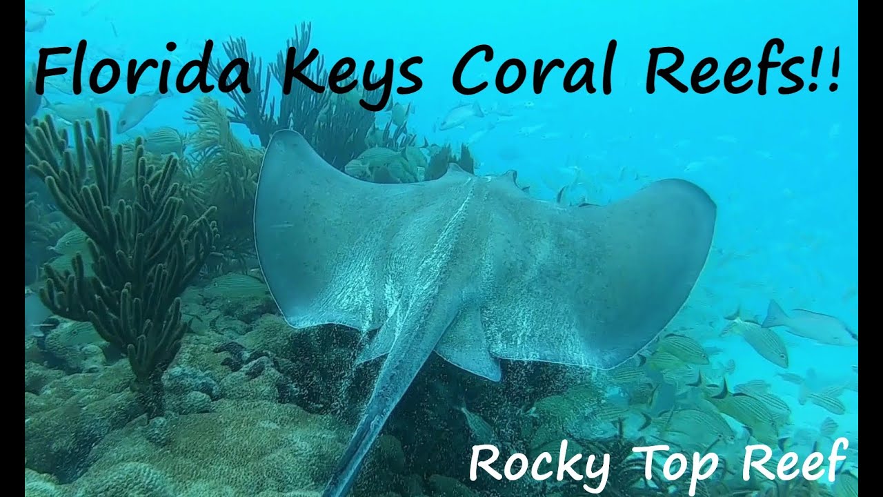 Florida Keys Coral Reefs - Rocky Top Reef - YouTube