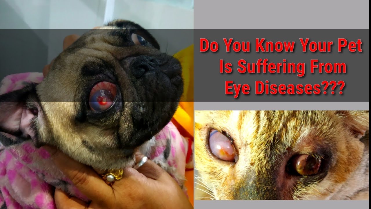 Eye problems in dogs ।। Early diagnosis of eye problems in dogs - YouTube