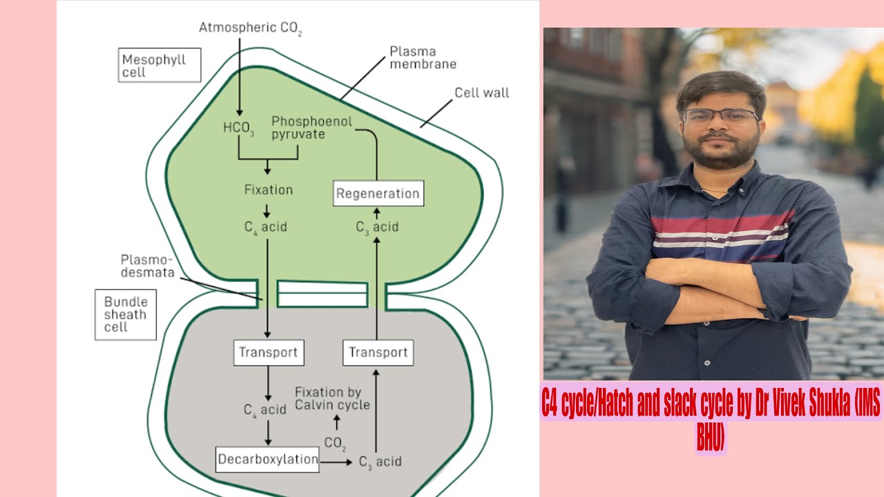 C4 Cycle/Hatch and slack pathway by Dr Vivek Shukla - YouTube